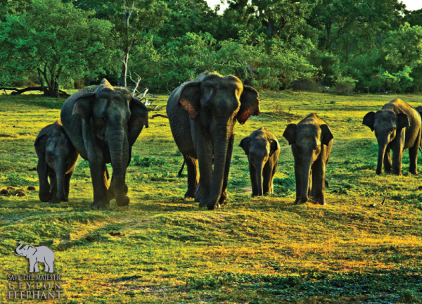 ‘Save The Majestic Ceylon Elephant’ – A Conservation Initiative By Spa ...