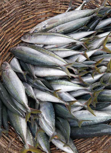 A Fishy Discovery! - Explore Sri Lanka