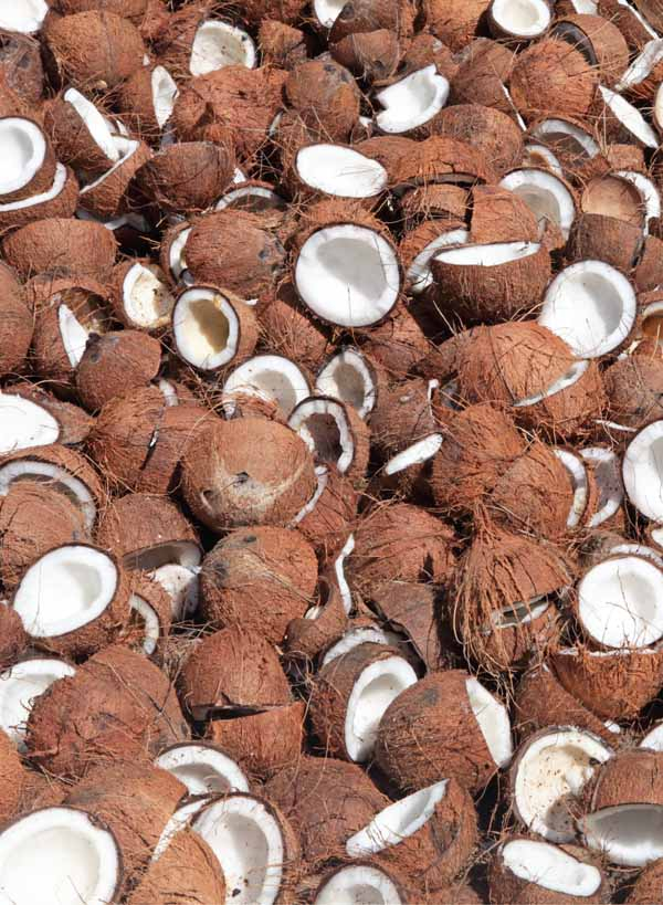 The Oil Of The Isle - Explore Sri Lanka