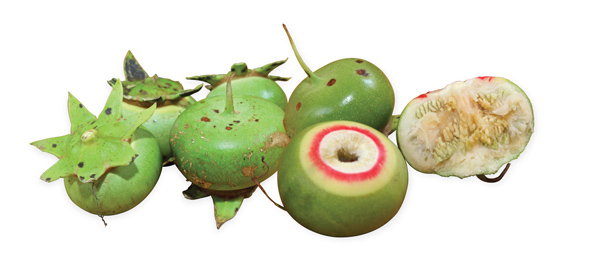 The Soothing Savour Of Kirala - Explore Sri Lanka