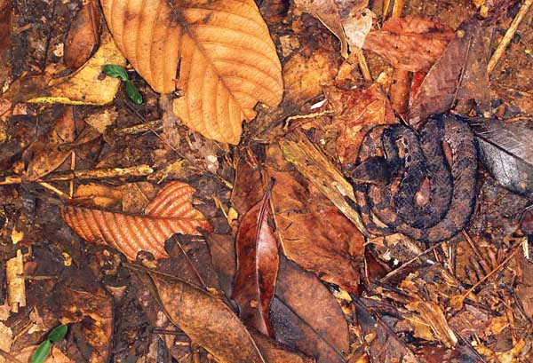 The Island’s Fascinating World Of Snakes - Explore Sri Lanka