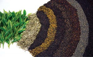 The World’s Green Gold: Ceylon Tea - Explore Sri Lanka