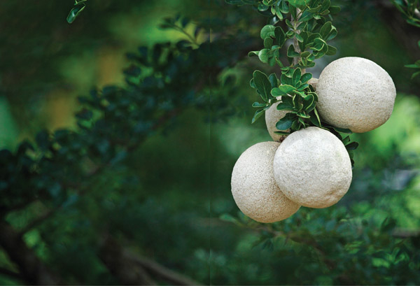 A Tree for All Reasons - Explore Sri Lanka