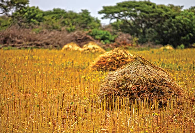 The road to Oyamaduwa Sesame season and Serenity - Explore Sri Lanka