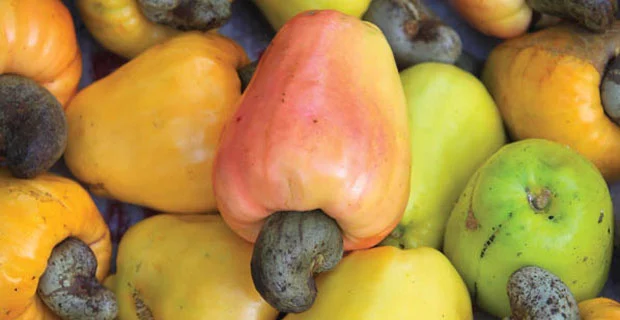 One Bagful Of Kadju Please! - Explore Sri Lanka