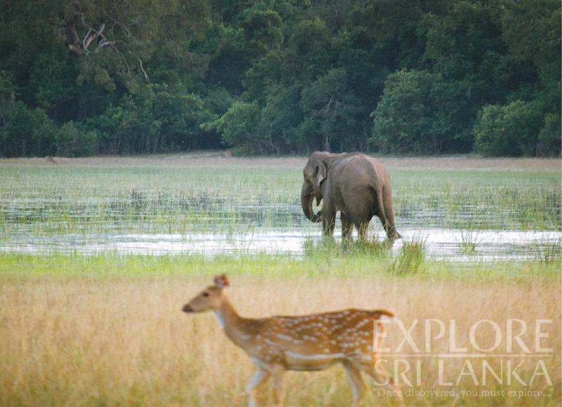 Wild Beauty of Wilpattu Villus - Explore Sri Lanka