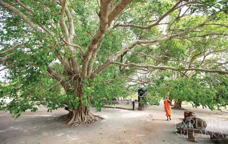 walked into the peaceful realm of Mathota Rajamaha Viharaya