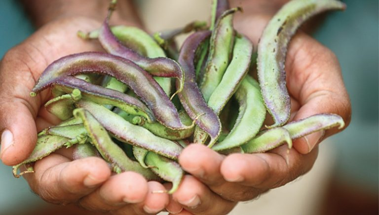 Avara - Explore Sri Lanka