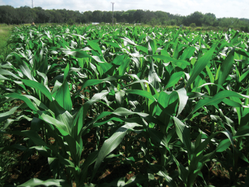 GOLDEN MAIZE - Explore Sri Lanka