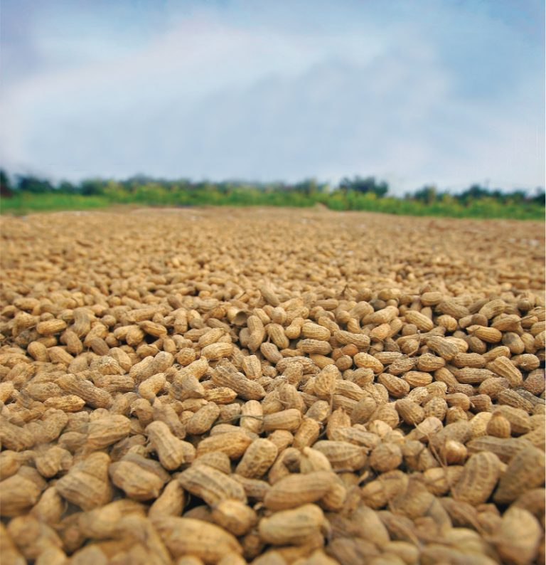 PEANUT FARMING IN THE EAST COAST - Explore Sri Lanka