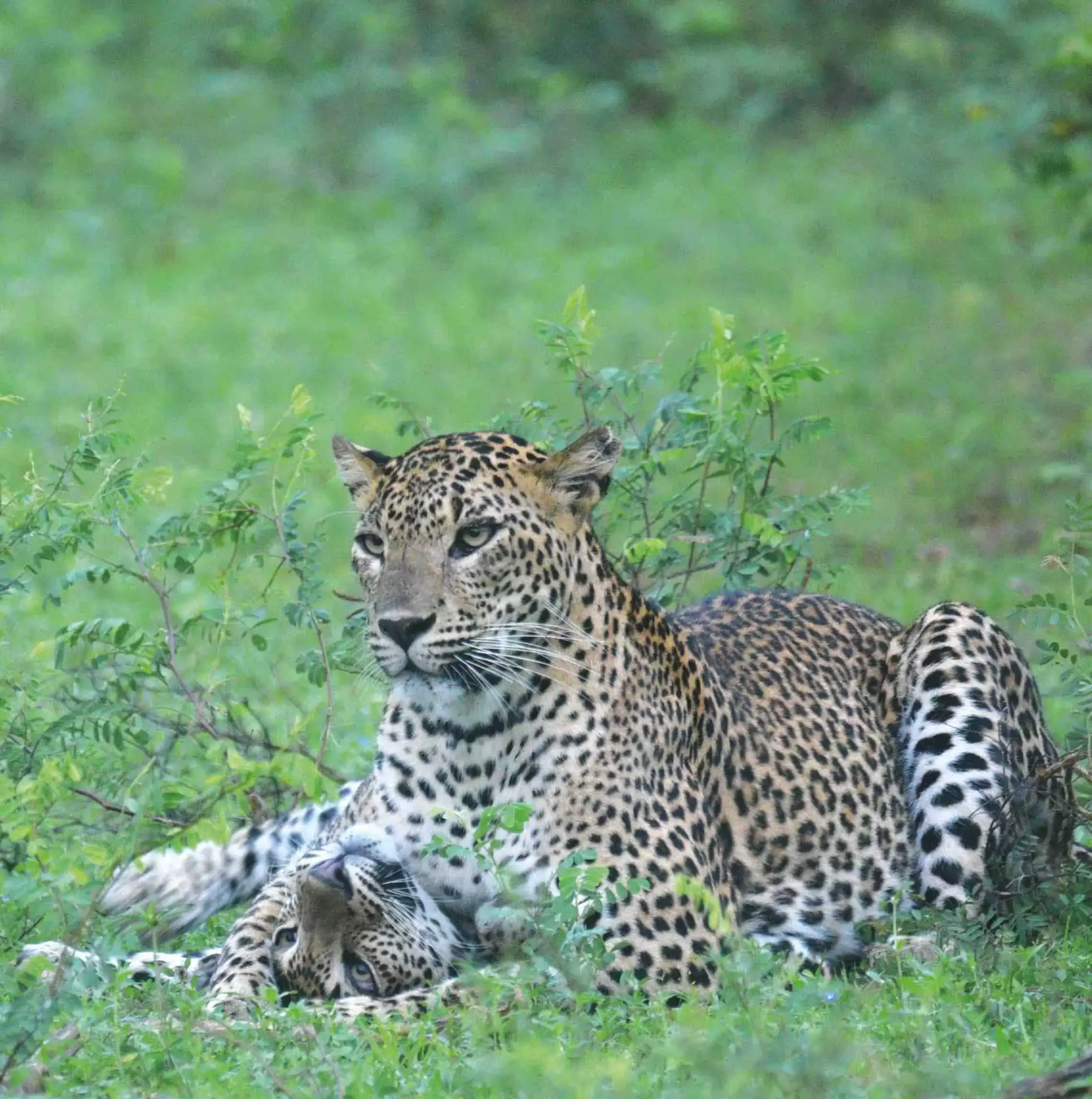 Sri Lanka The Land Of The Leopard Explore Sri Lanka