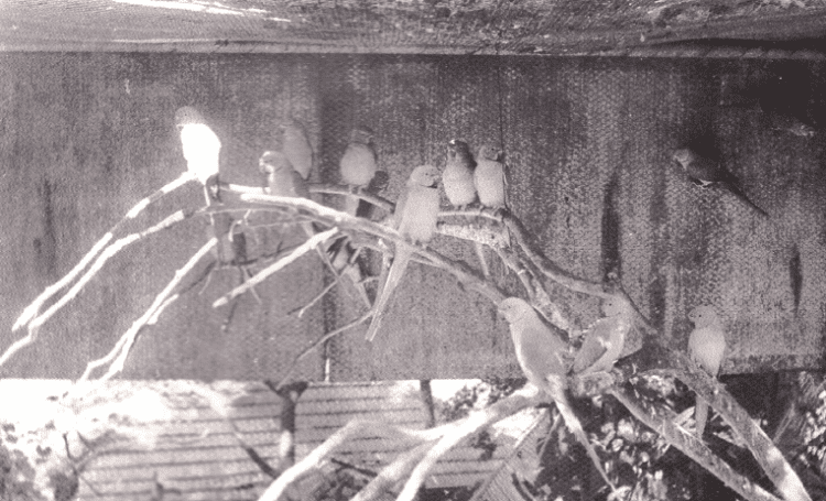 Birds of many feathers: Parrots and Parakeets at Dehiwela Zoo - Explore ...