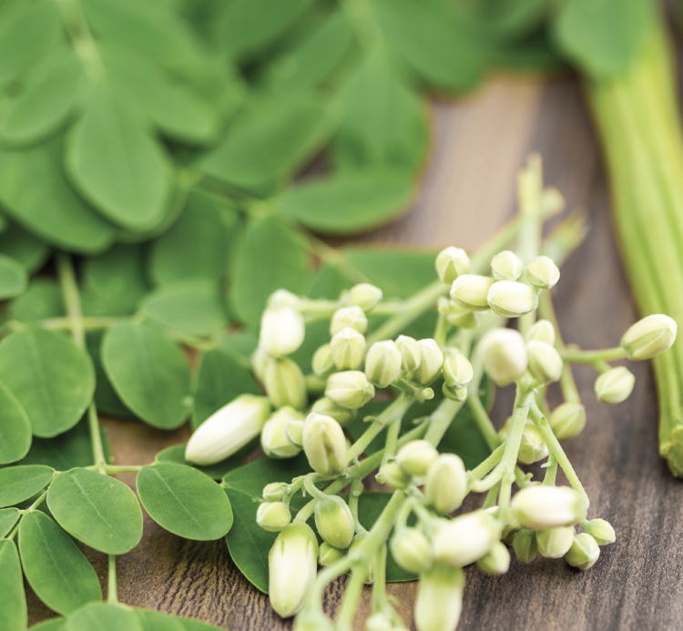 The Wonder of the Moringa Tree - Explore Sri Lanka